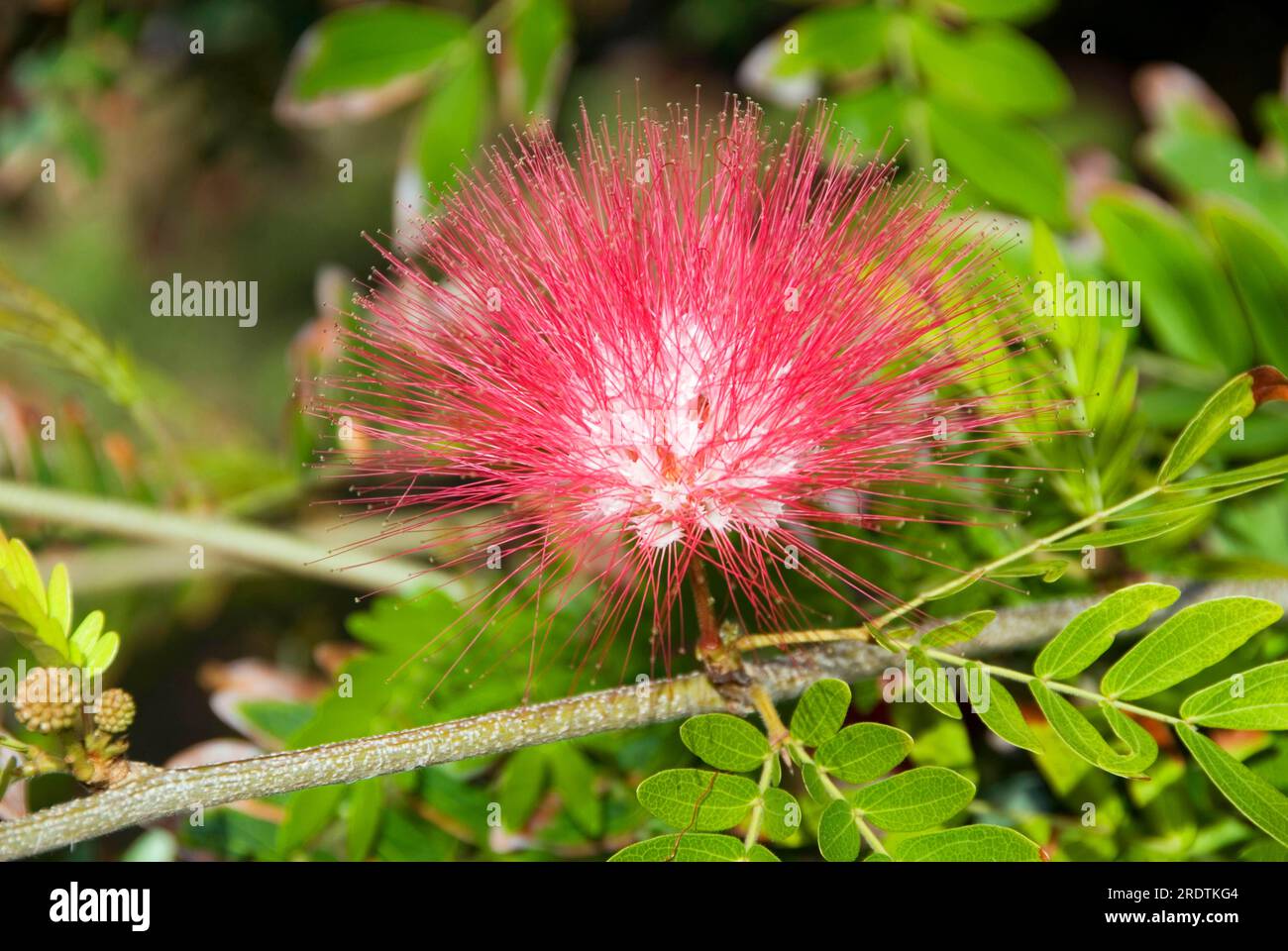 Powderpuff (Calliandra surinamensis Stock Photo - Alamy