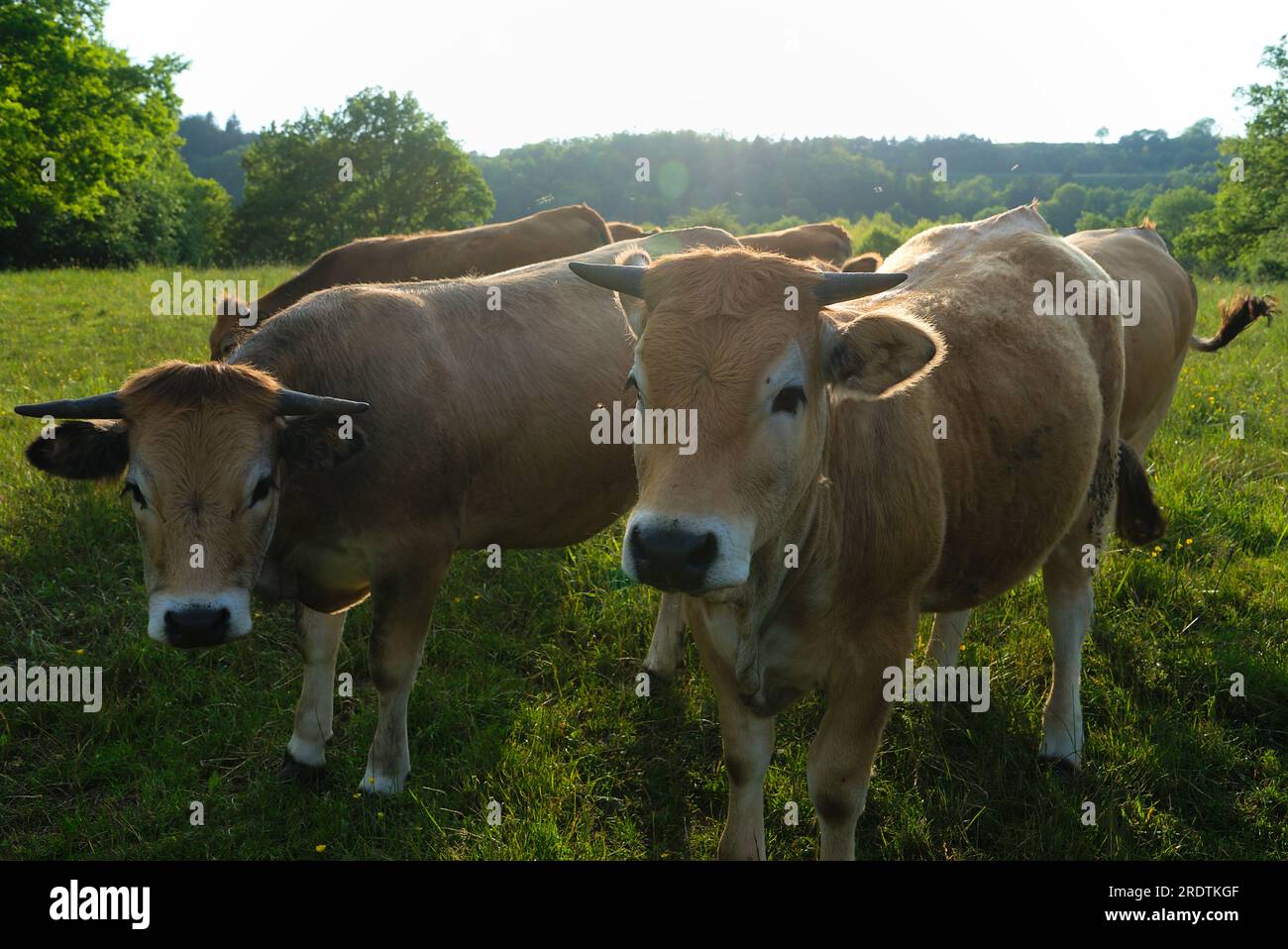 Aubrac cows, in their meadow in Auvergne, portraits Stock Photo - Alamy