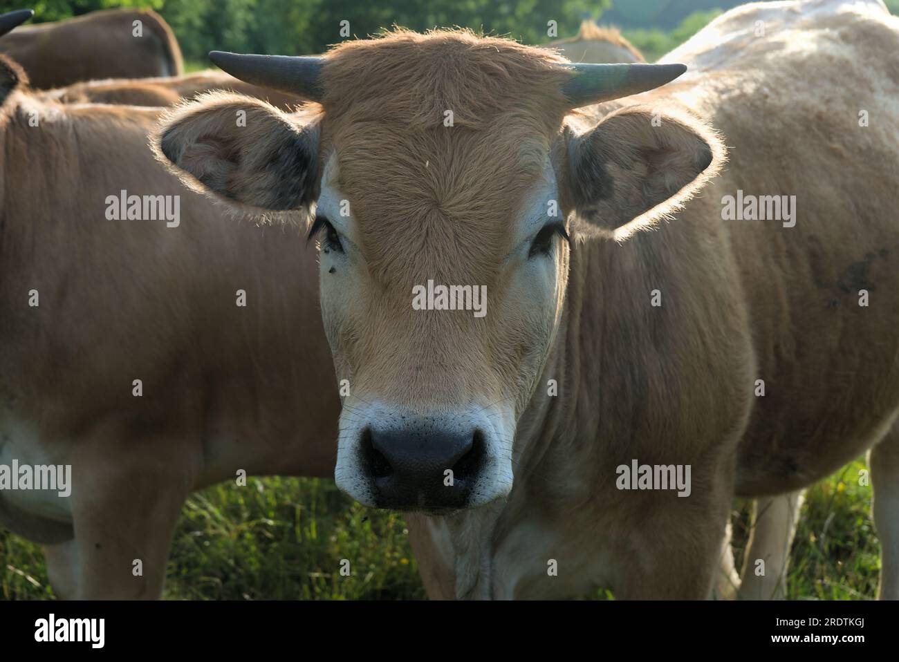 Aubrac cows, in their meadow in Auvergne, portraits Stock Photo - Alamy