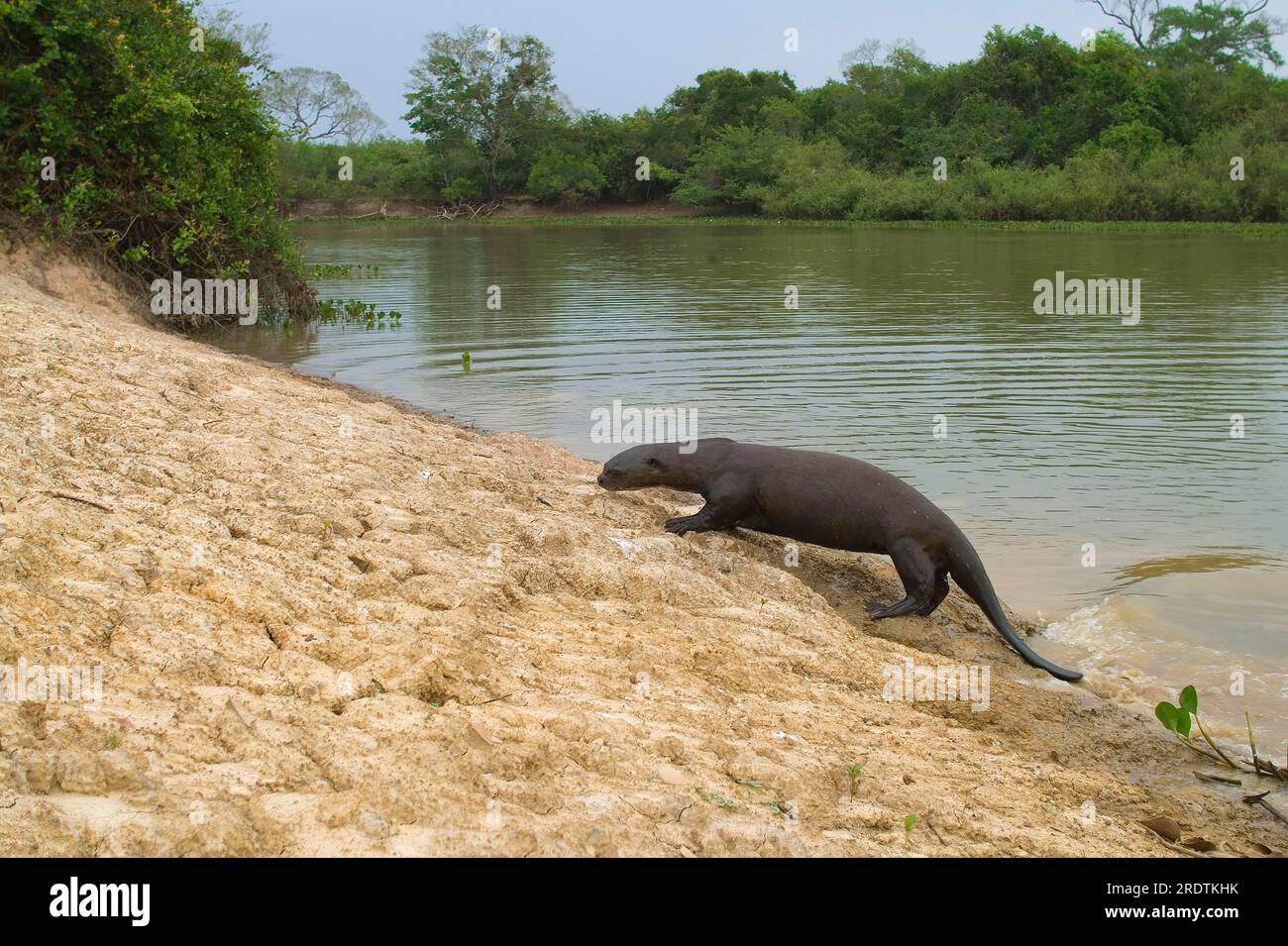 Giant otter (Pteronura brasiliensis), Pantanal, Brazilian otter, Brazil ...