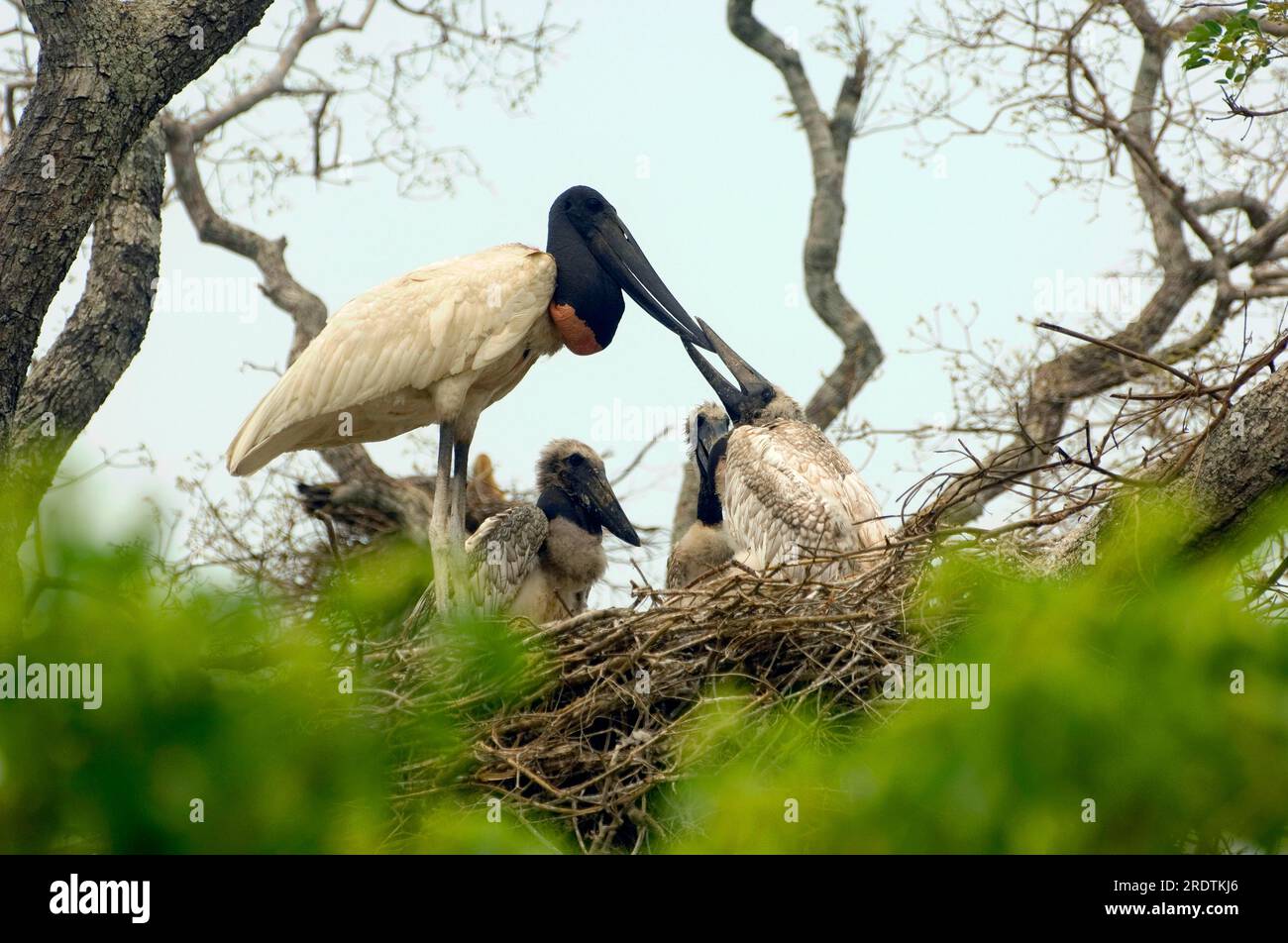 Jabiru (Jabiru mycteria) with young birds at the nest, Pantanal ...