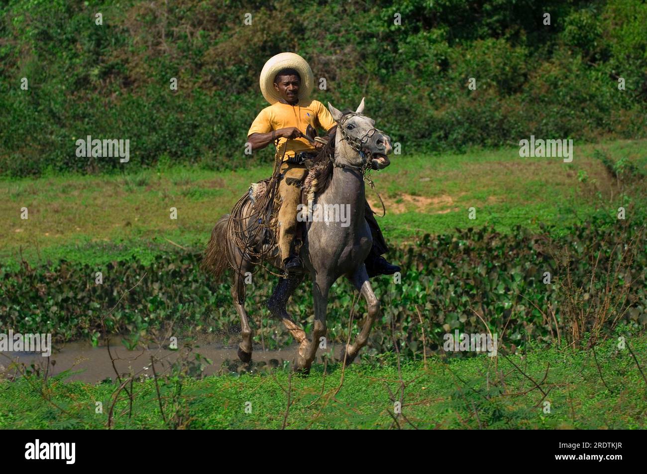 Cattle herder, Pantanal, Brazil, Cowboy, Vaqueiro Stock Photo - Alamy