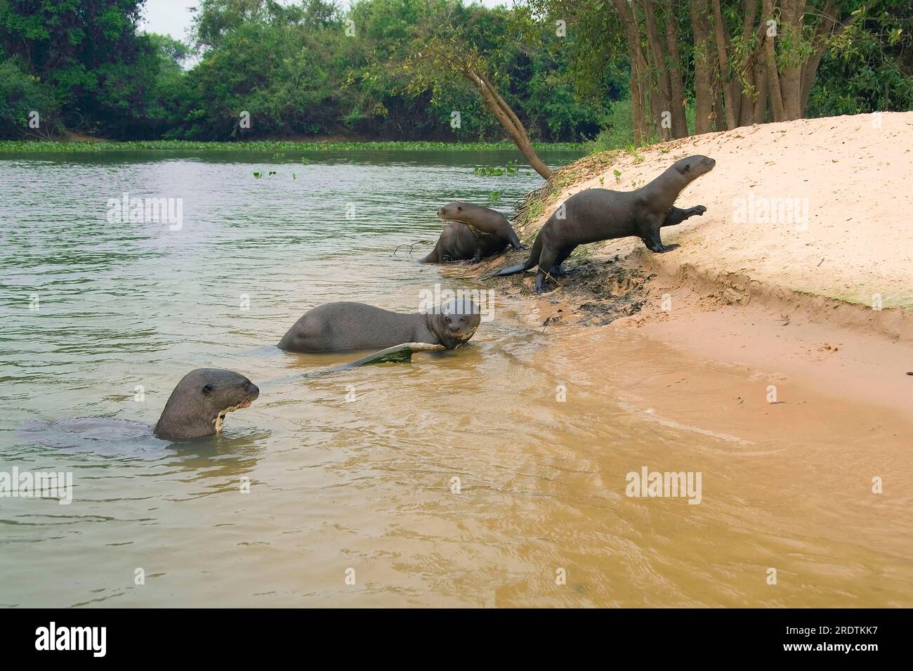 Giant otter (Pteronura brasiliensis), Pantanal, Brazilian otter, Brazil ...