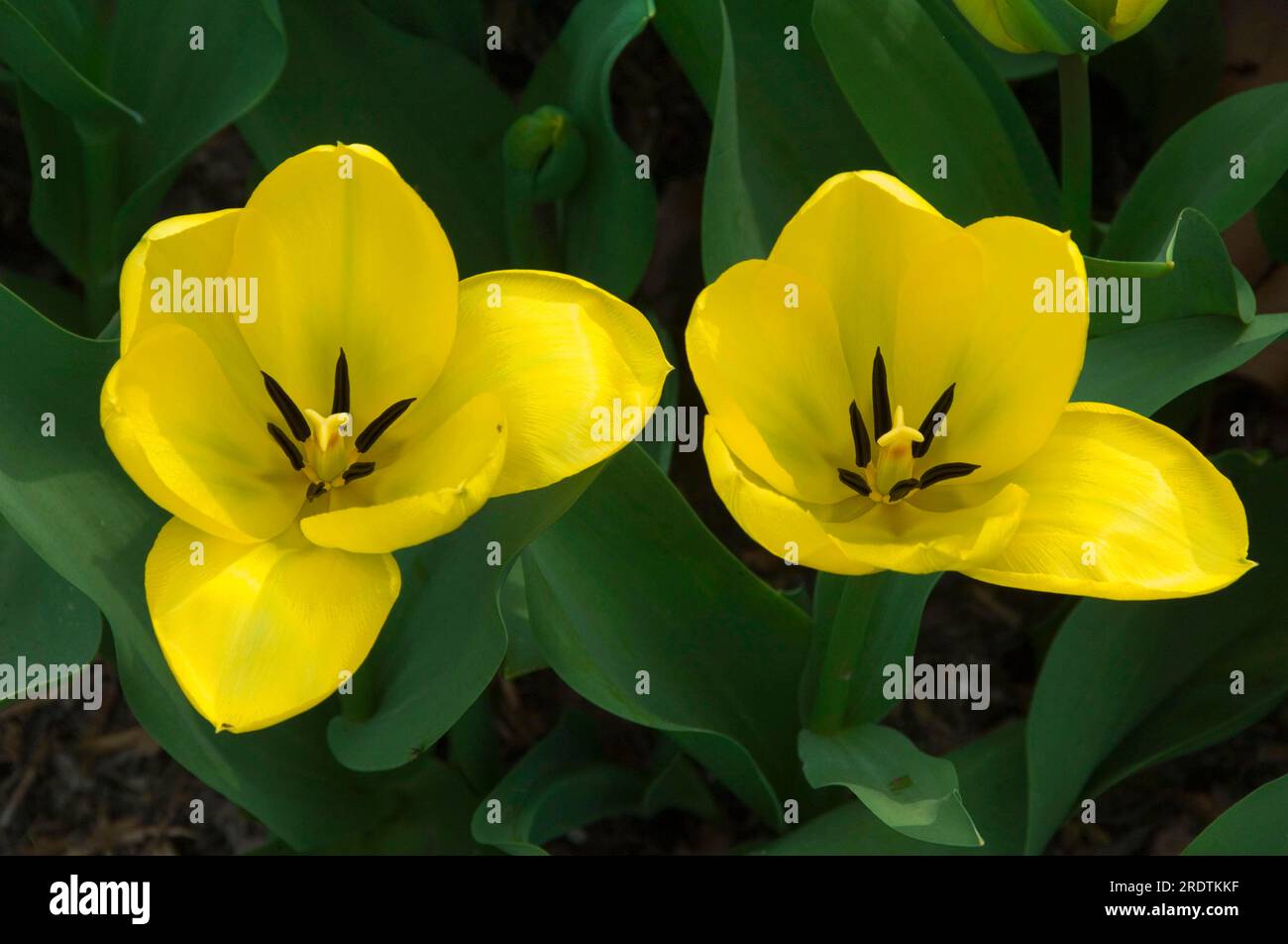 Tulip (Tulipa fosteriana Stock Photo - Alamy