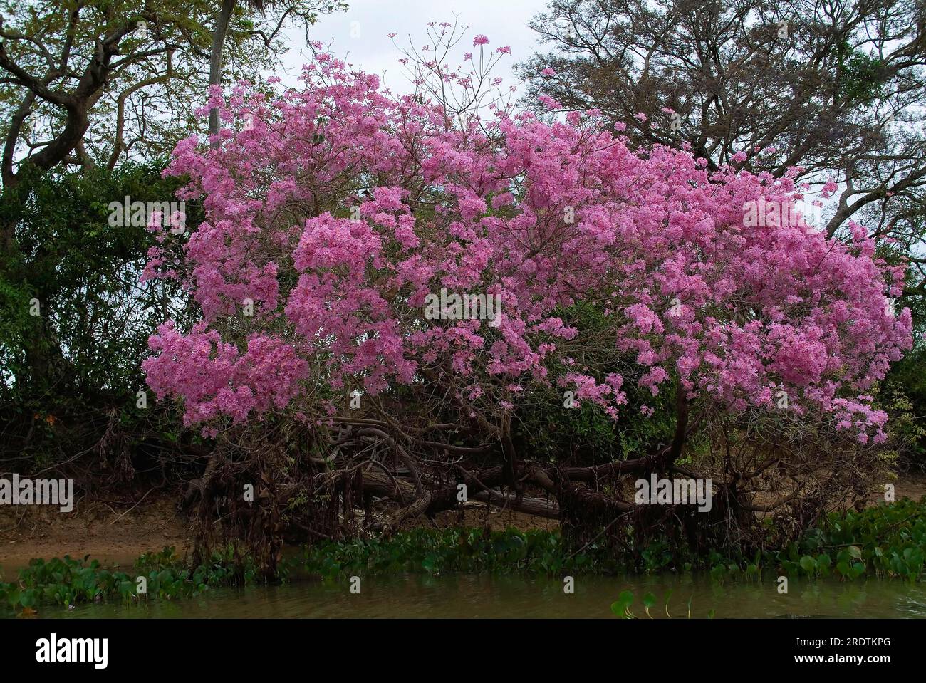 Pink Trumpet Tree, Pantanal, Mato Grosso, Brazil (Tabebuia impetiginosa ...