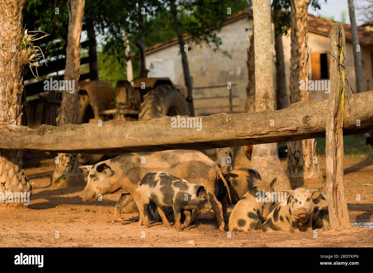 Domestic pigs, Pantanal, Mato Grosso, Brazil, Pig, Pigs Stock Photo - Alamy