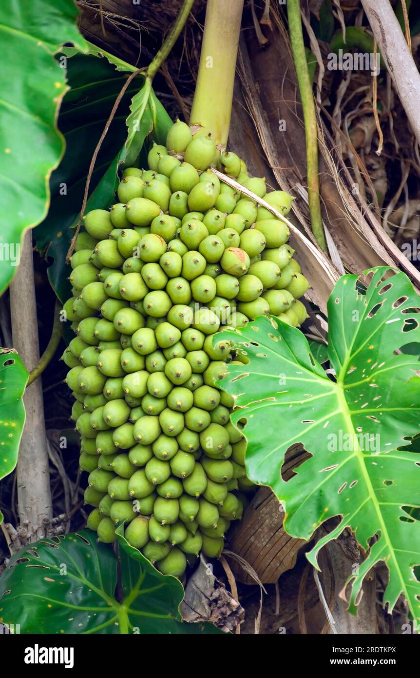 Babassu hi-res stock photography and images - Alamy