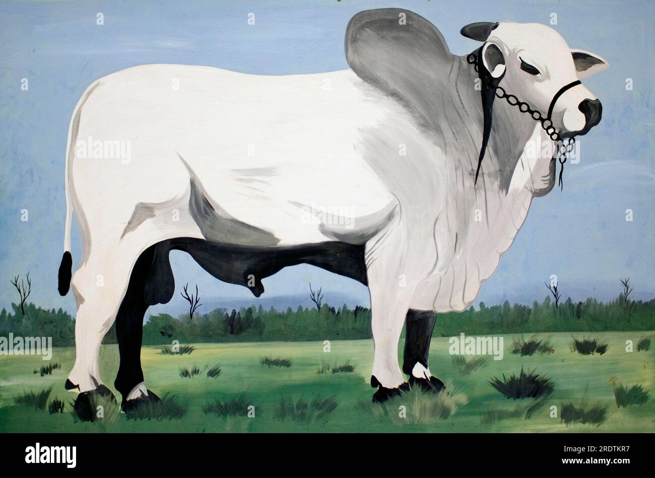 Mural, Pocone, Mato Grosso, Brazil, Zebu Cattle, Zebu Bull Stock Photo - Alamy