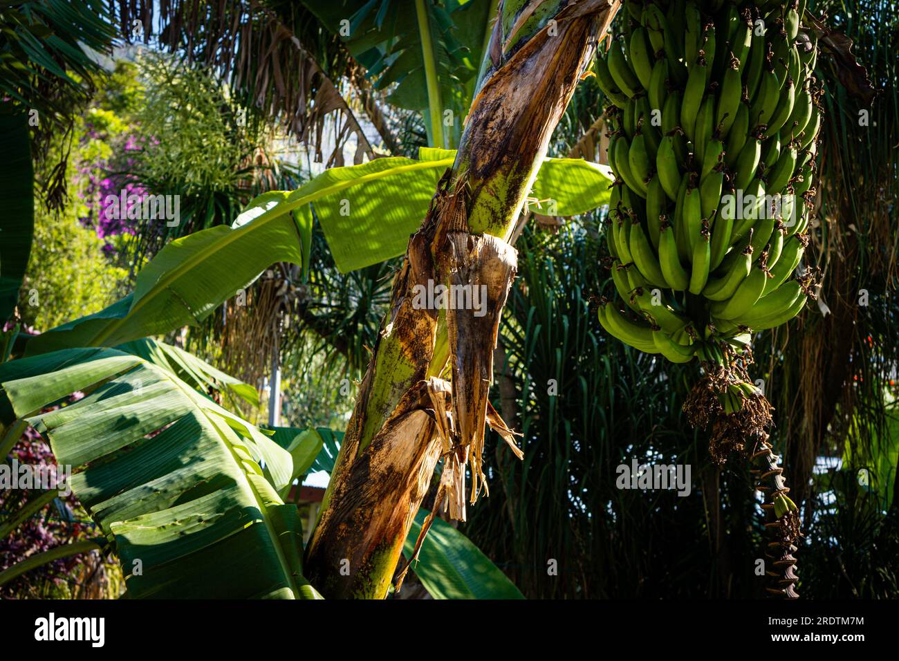 Banana tree with bunch of hanging growing unripe green bananas Stock ...