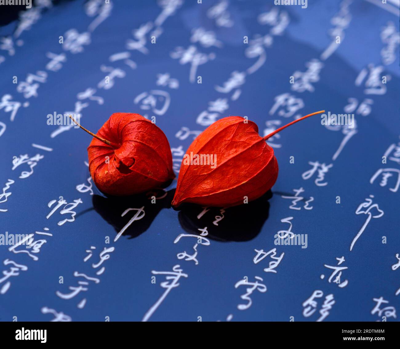 Bladder cherry (Physalis alkekengi) (Physalis franchetii), Japanese ...