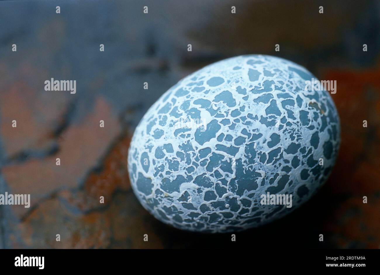 Cuckoo egg hi-res stock photography and images - Alamy