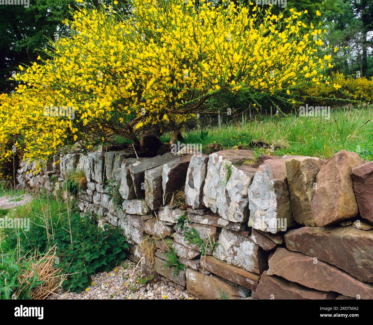 Stone wall and Common broom (Cytisus scoparius) (Sarothamnus scoparius ...