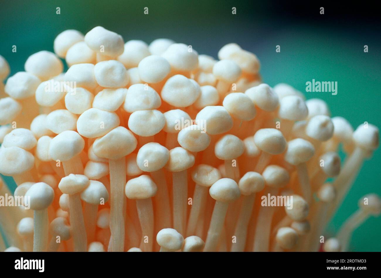 Enoki mushrooms, Golden needle mushroom (Flammulina velutipes Stock ...