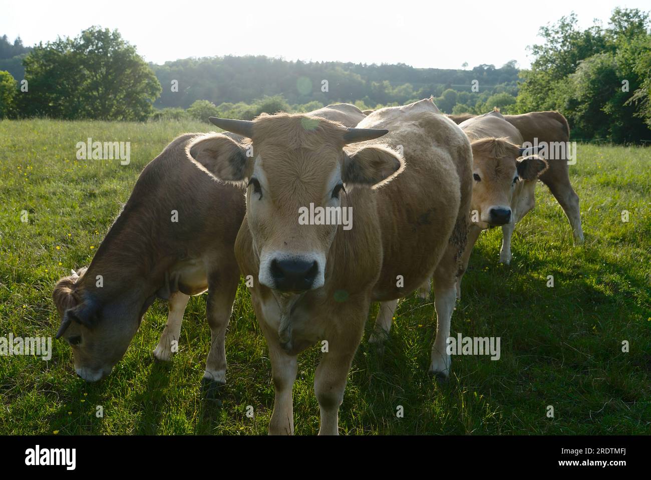 Aubrac cows, in their meadow in Auvergne, portraits Stock Photo - Alamy
