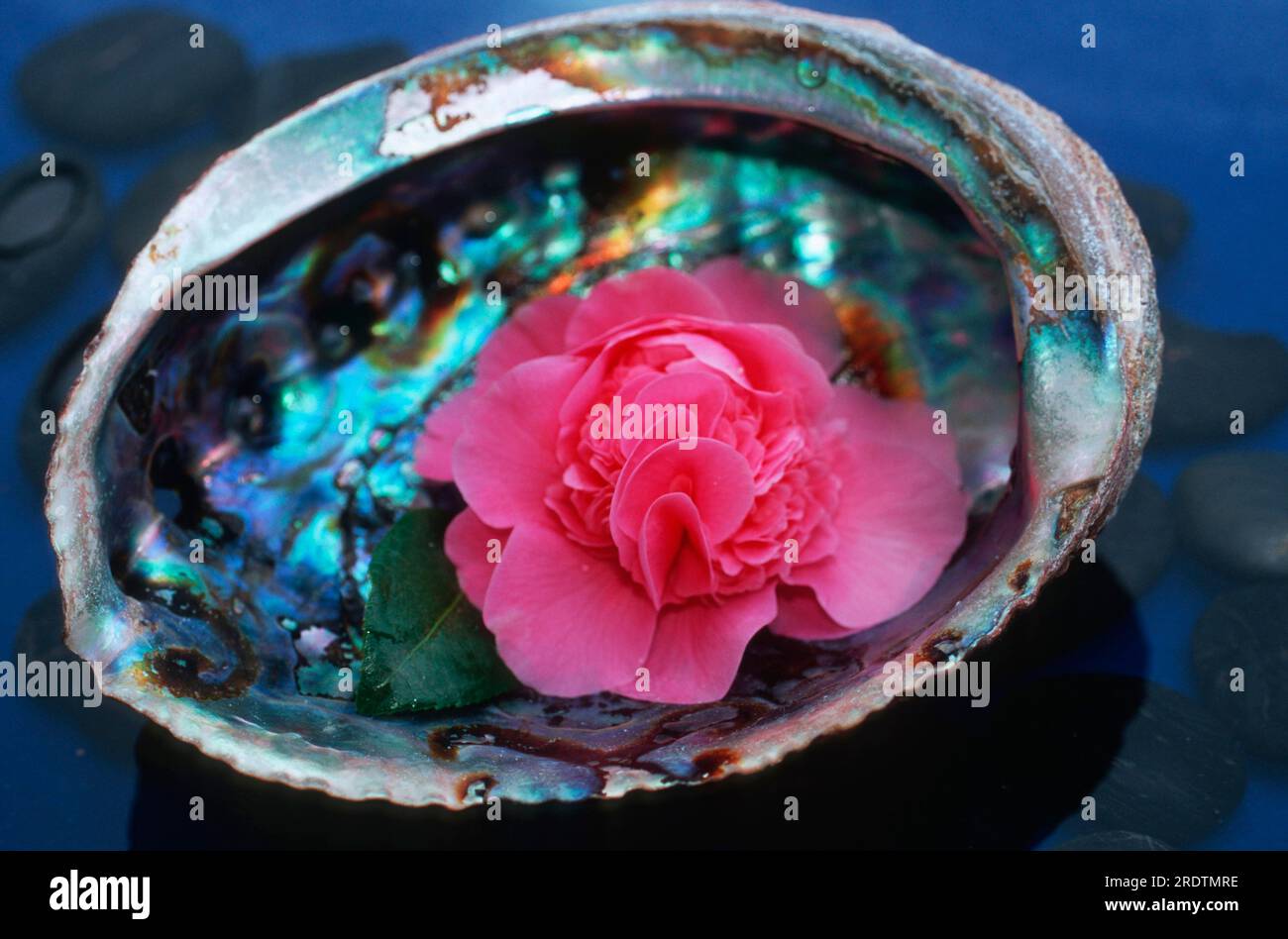 Pink clam hi-res stock photography and images - Alamy