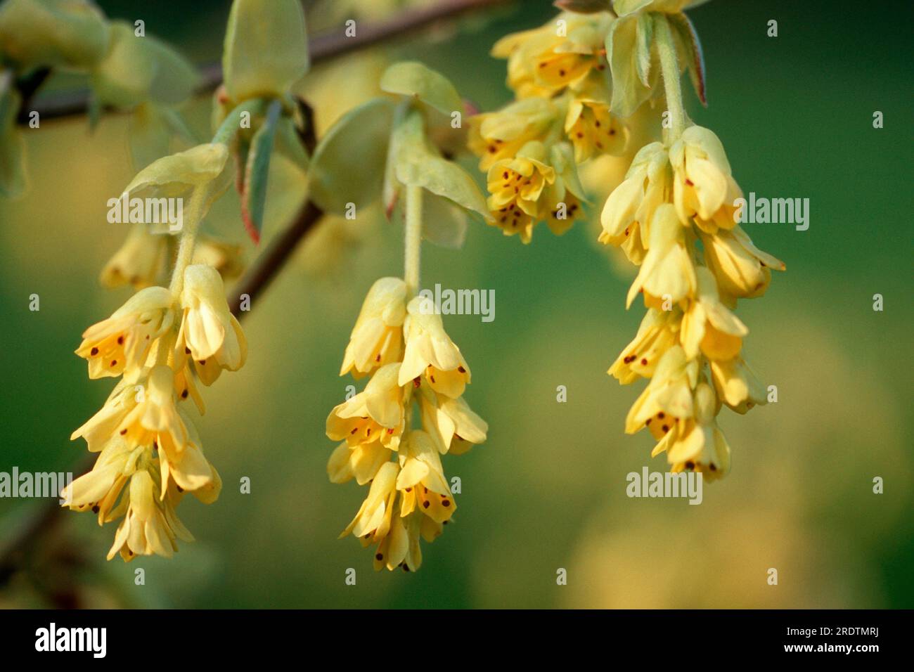 Buttercup Winter Hazel (Corylopsis pauciflora) (Corylopsis spicata ...