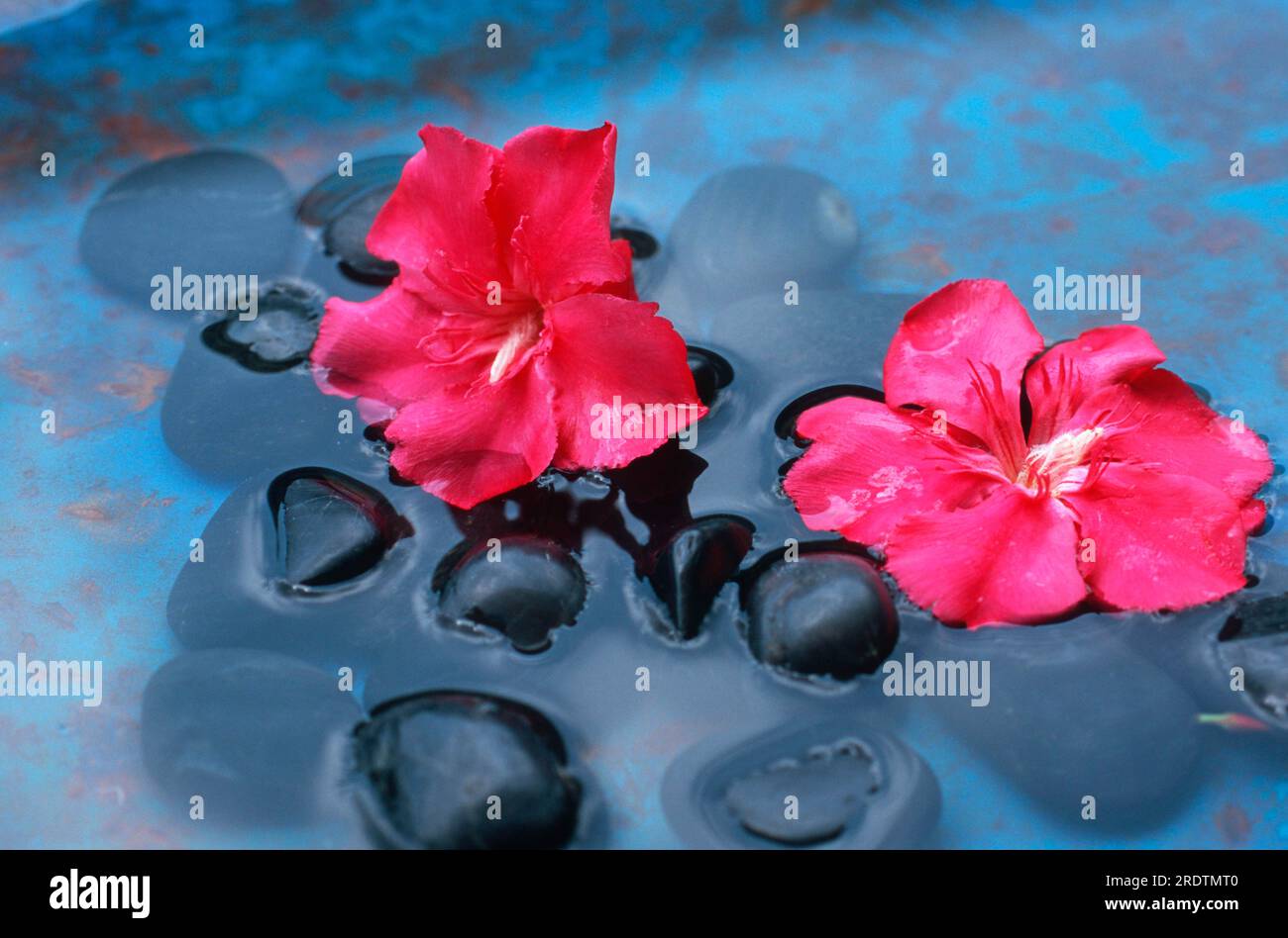 Oleanderbloom (Nerium oleander) and stones in water Stock Photo - Alamy