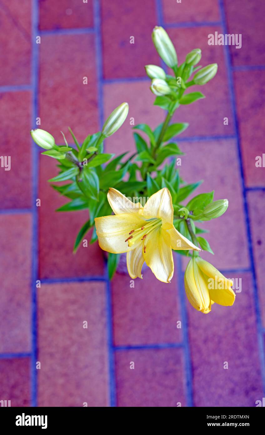 Open and closed flowers hi-res stock photography and images - Alamy