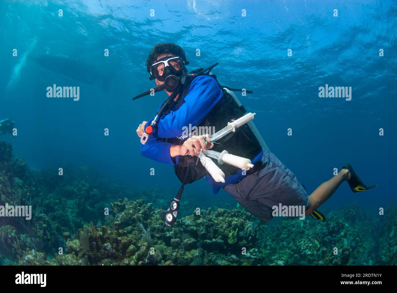 Marine biologist with syringes used to apply antibiotics on sick coral ...
