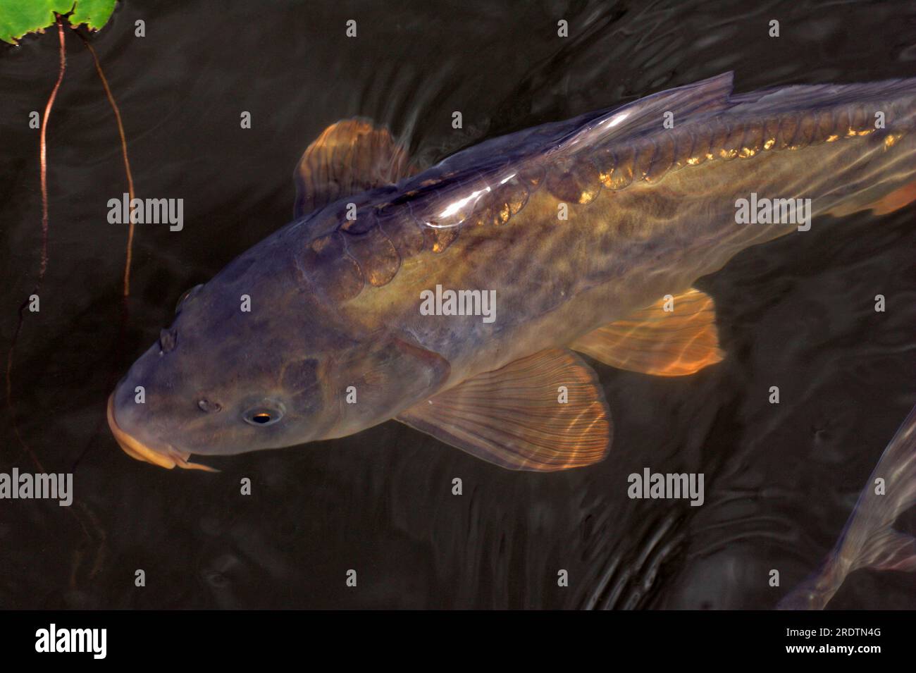 Common carp mirror carp cyprinus hi-res stock photography and images ...