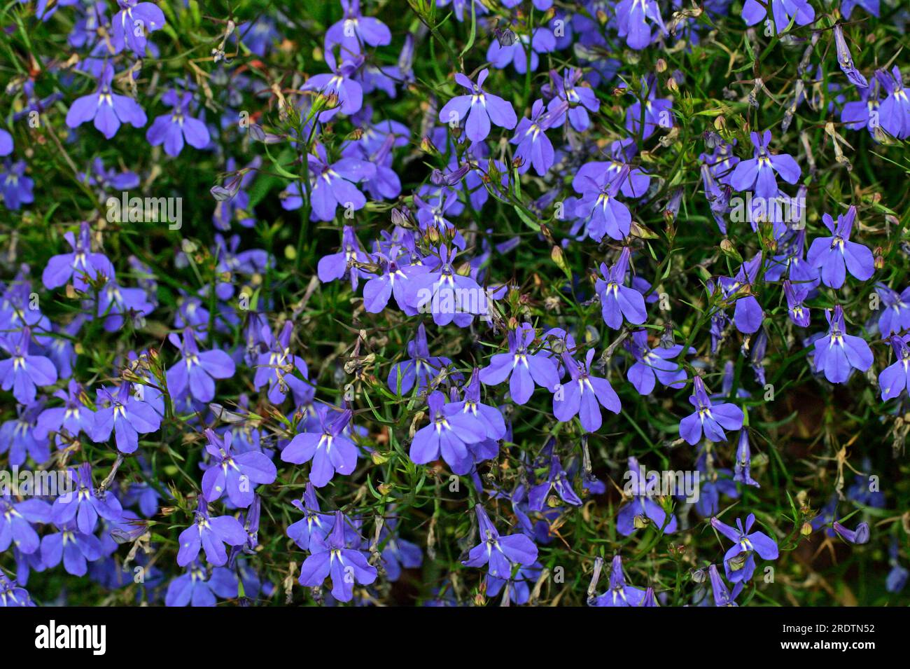 Lobelia border hi-res stock photography and images - Alamy