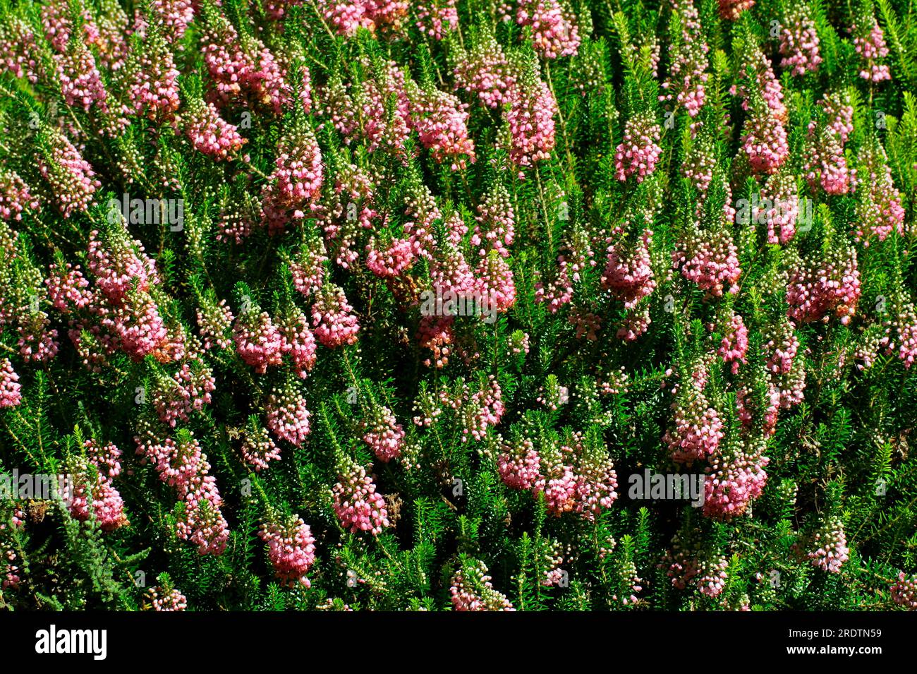 Cornish Heath (Erica vagans) 'St. Keverne' Stock Photo - Alamy