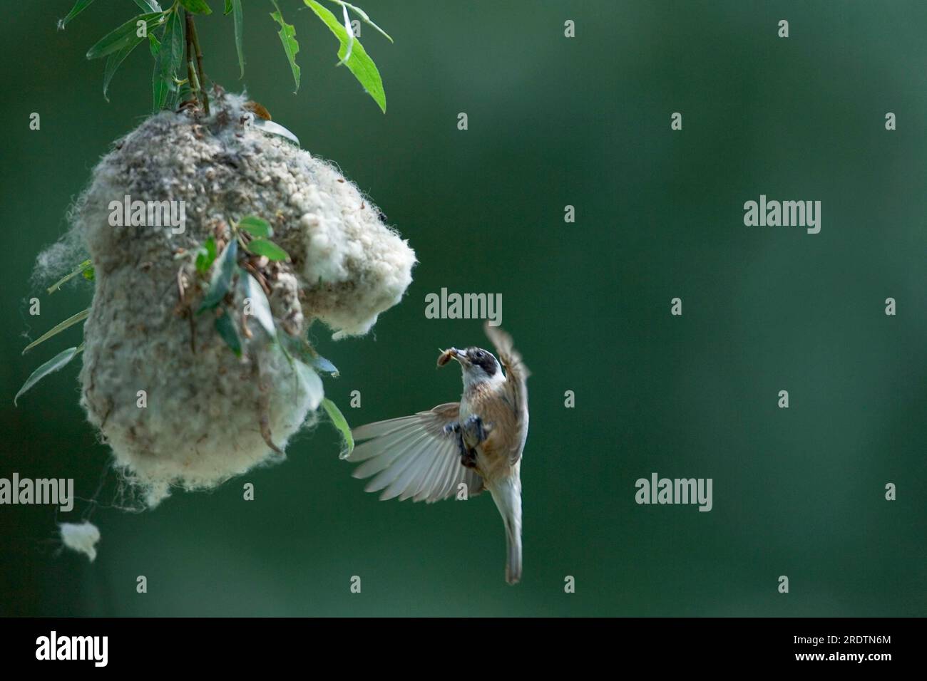 Penduline Tit with food, Hessen, Germany (Remiz pendulinus) nest Stock ...