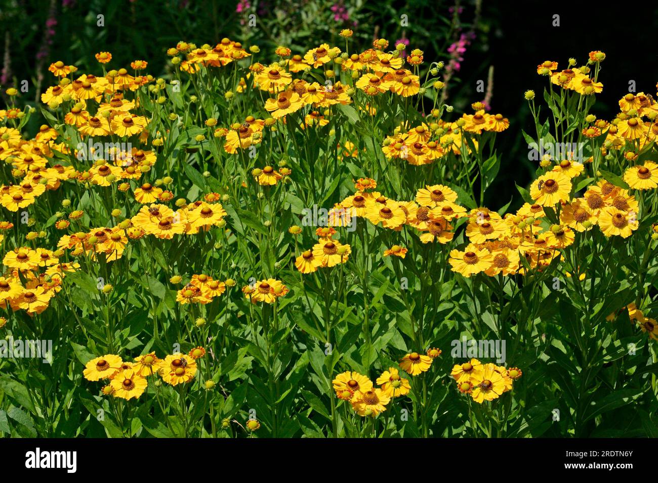 Sun Bride 'Sun Wonder' (Helenium hybrid Stock Photo - Alamy