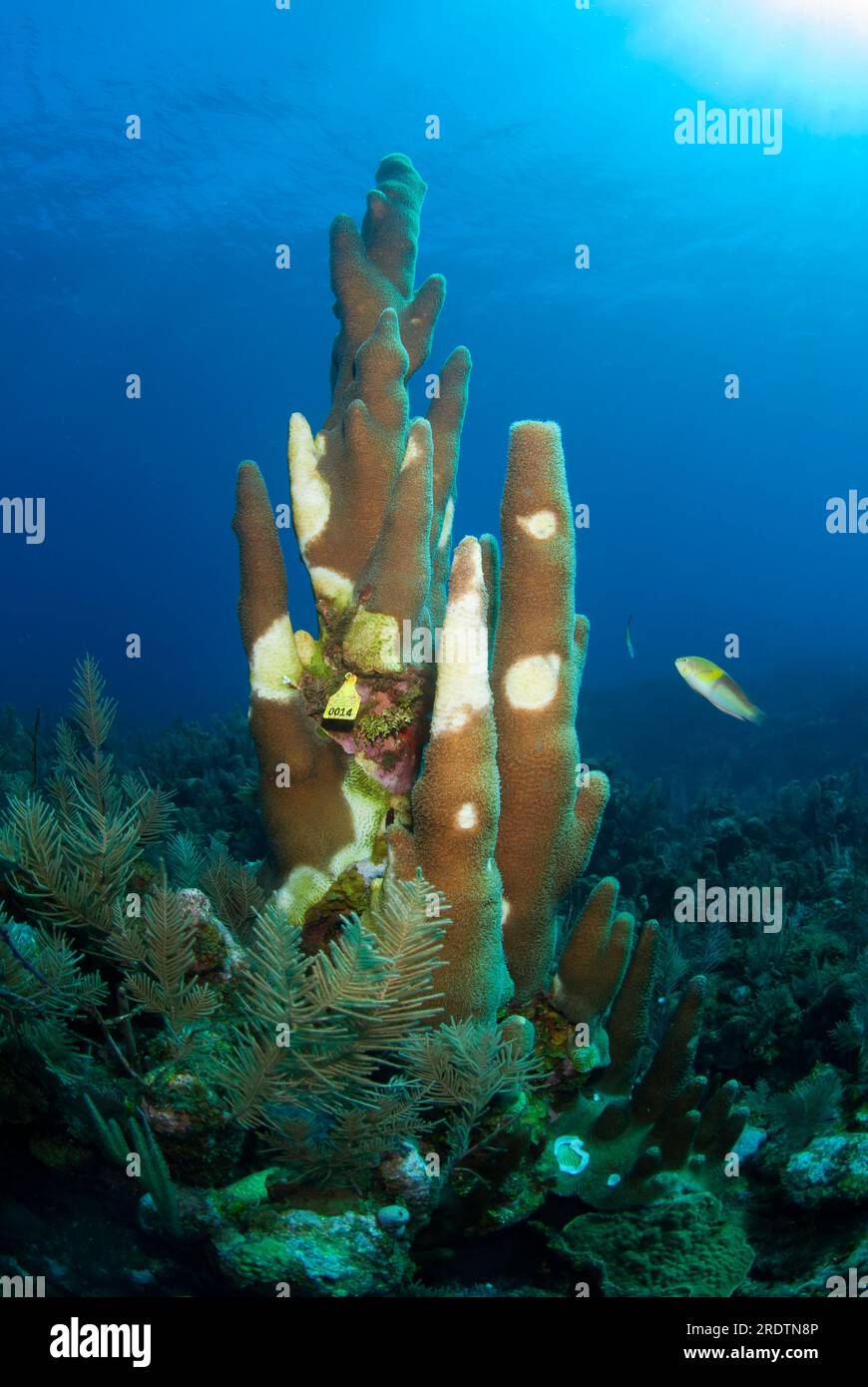Sick Pillar Coral (Dendrogyra cylindrus) affected by Stony Coral Tissue ...