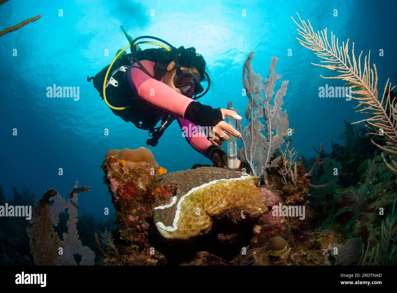 Marine biologist using antibiotic to treat sick Brain coral affected by ...
