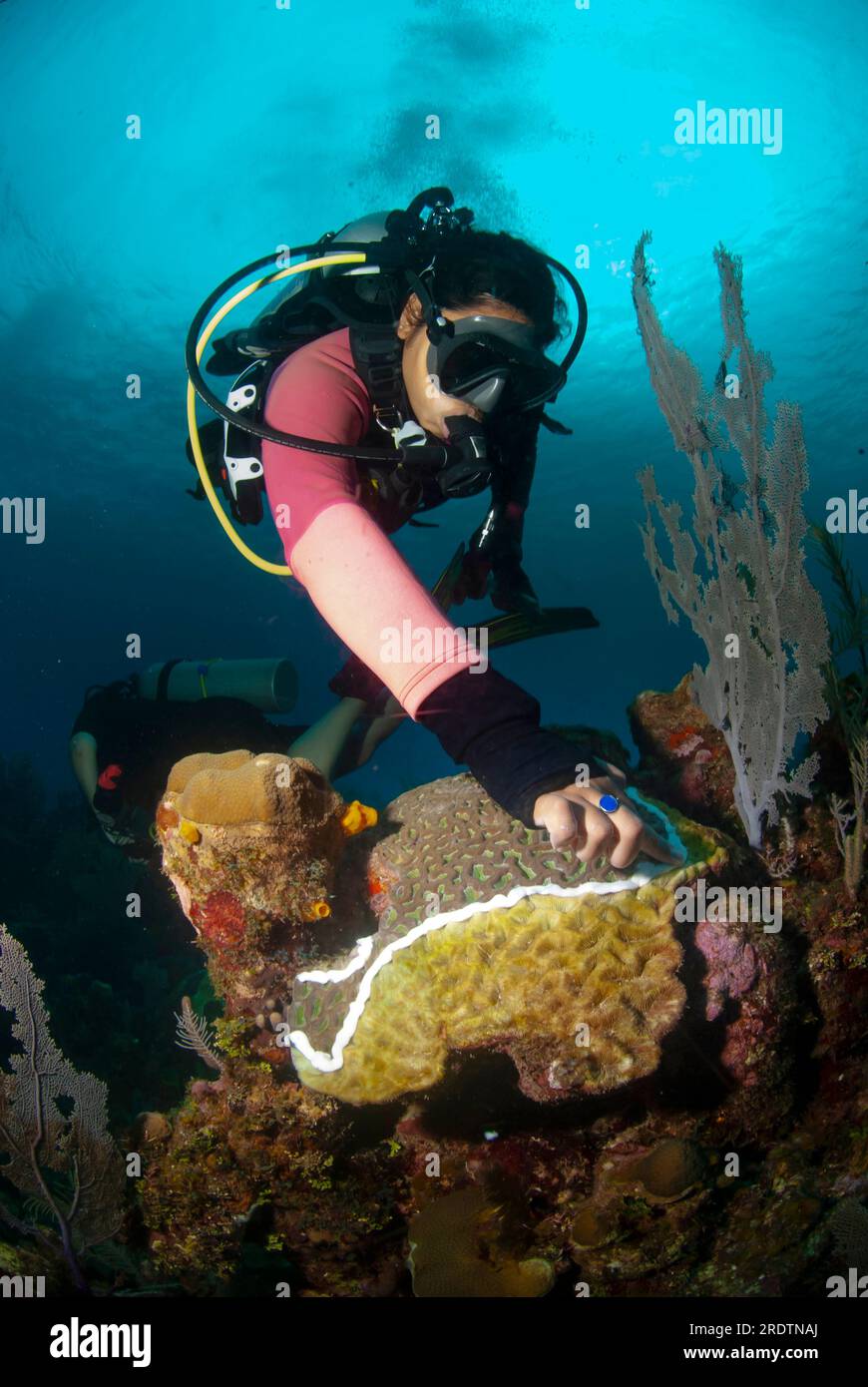 Marine biologist using antibiotic to treat sick Brain coral affected by ...