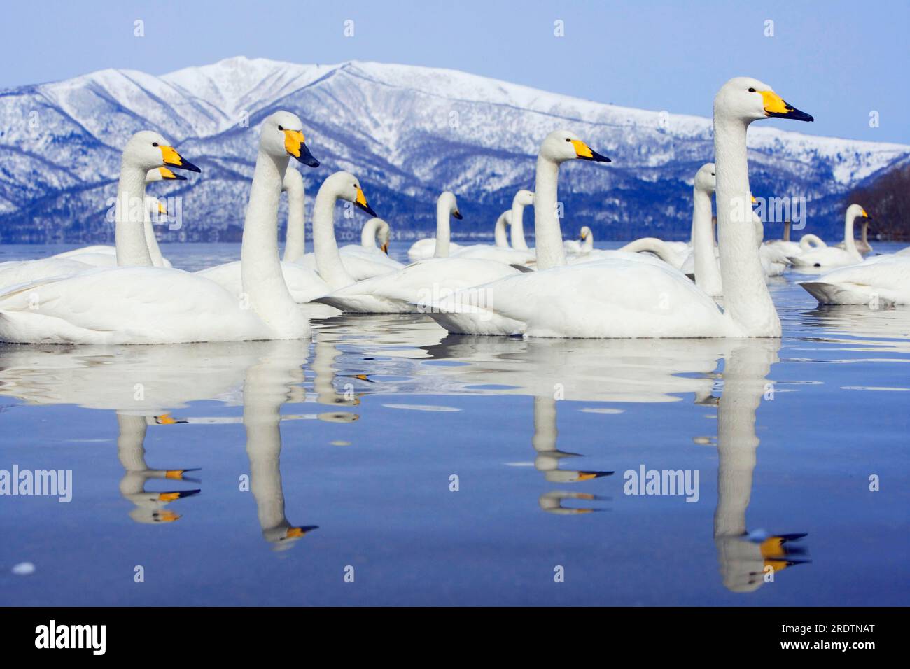 Whooper Swans (Cygnus cygnus), Lake Kussharo, Hokkaido, Japan, side ...