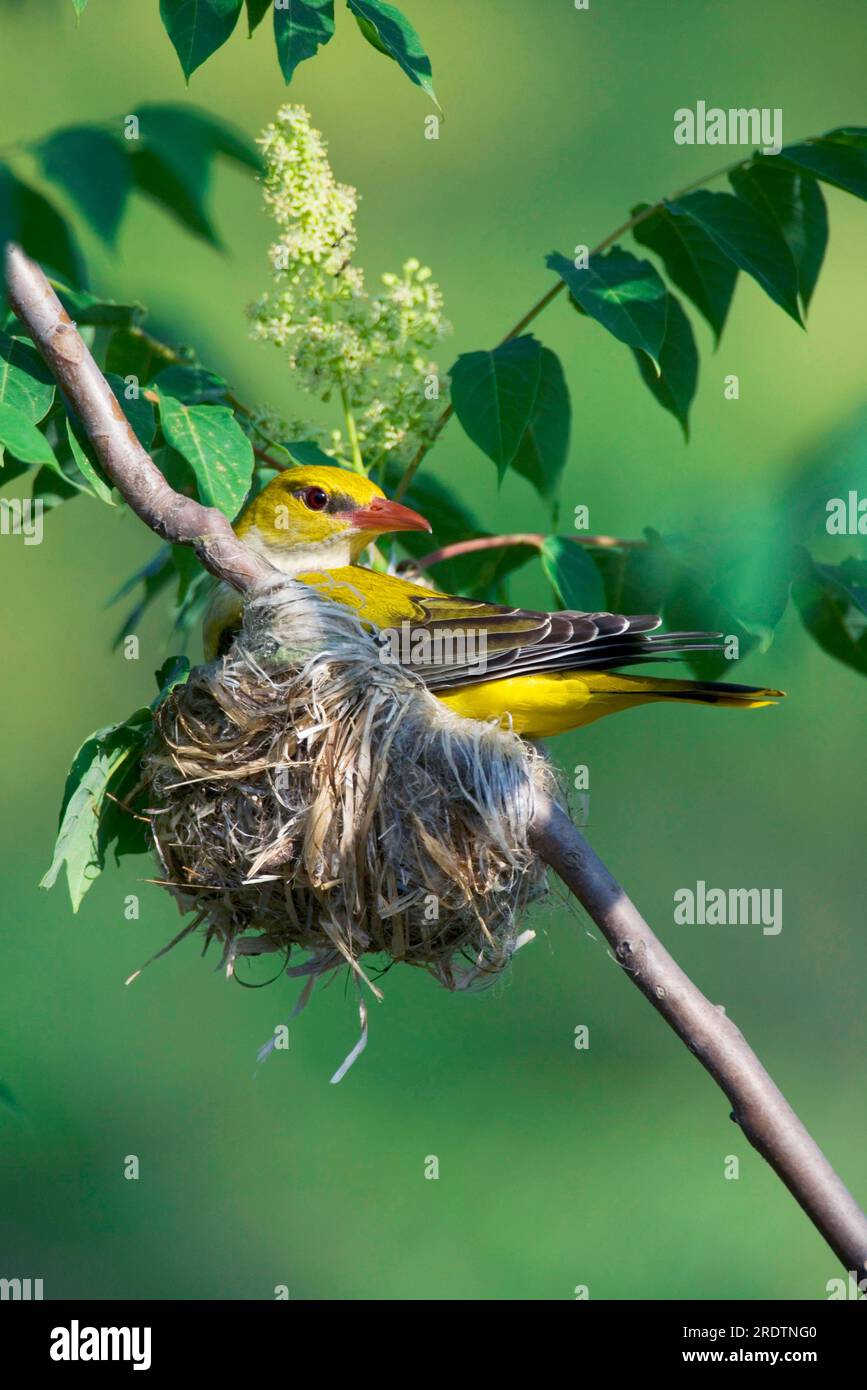 Golden Oriole (Oriolus oriolus), female at nest, Bulgaria Stock Photo ...