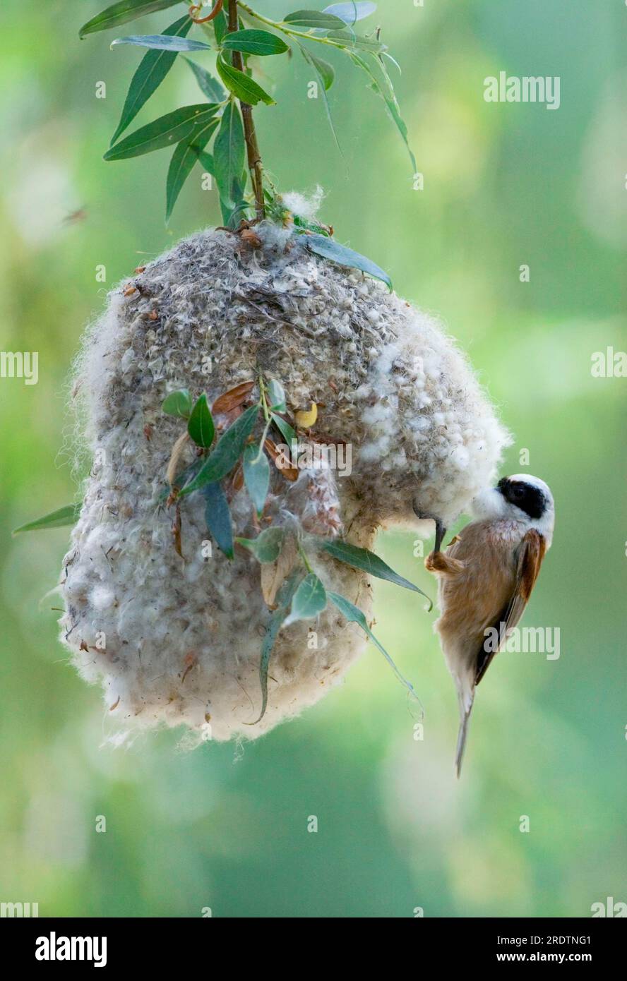 Penduline Tit at nest, Hessen, Germany (Remiz pendulinus Stock Photo ...