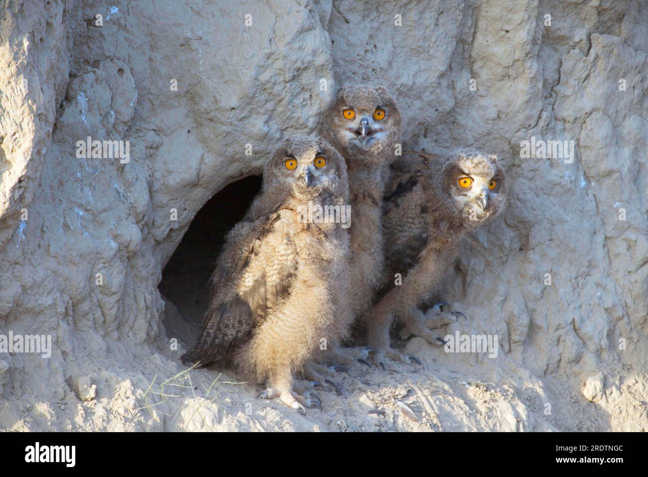 Young Eagle Owls (Bubo bubo) at hole, Bulgaria Stock Photo - Alamy