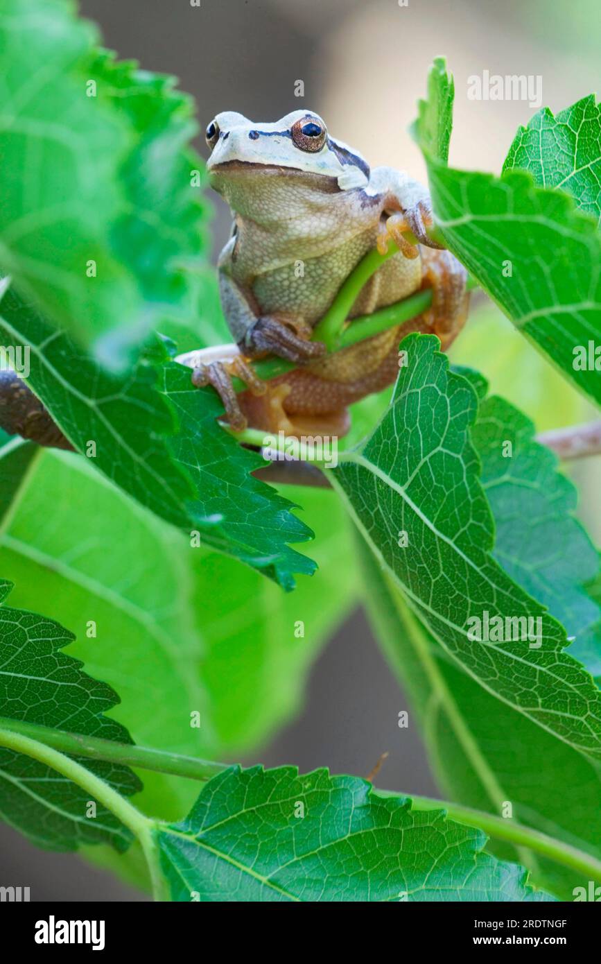 European Tree Frog (Hyla arborea), Bulgaria, Tree Toad Stock Photo - Alamy
