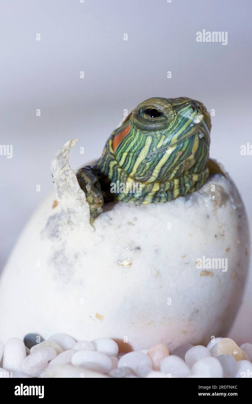 Red eared slider (Trachemys scripta elegans), hatchling from egg ...