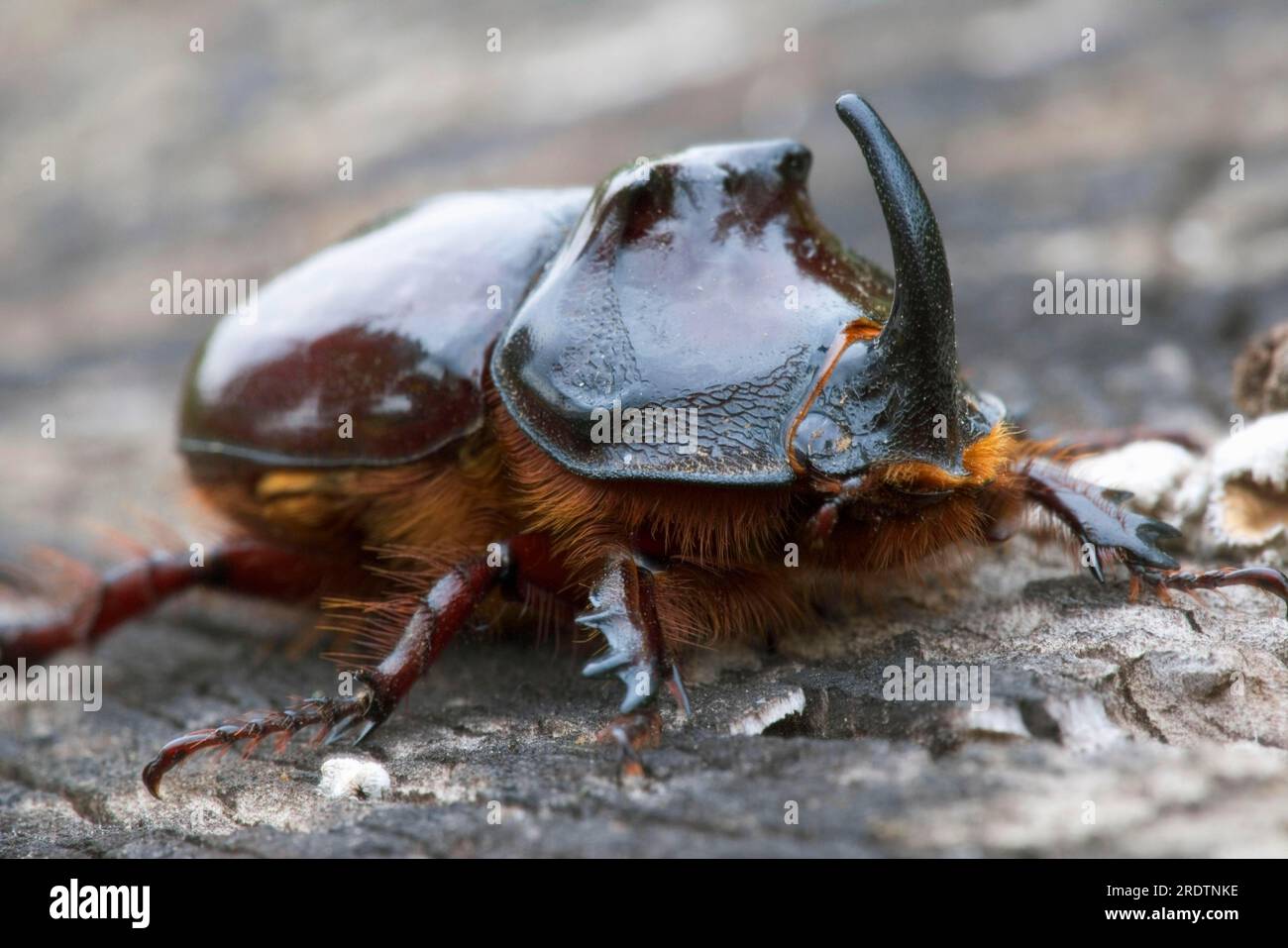 European rhinoceros beetle (Oryctes nasicornis), male, Bulgaria Stock ...