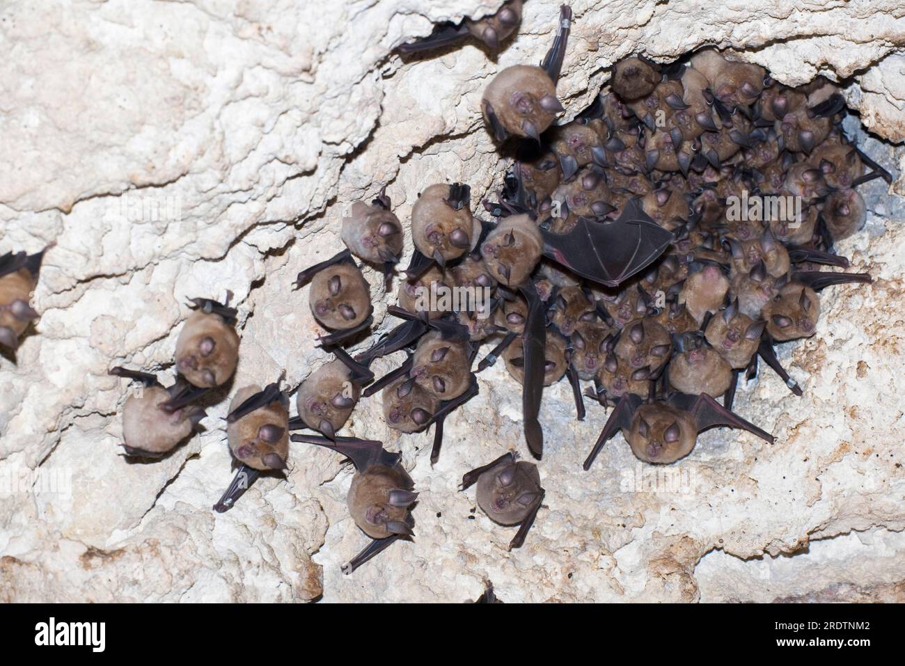 Mediterranean horseshoe bat (Rhinolophus euryale) at roost ...