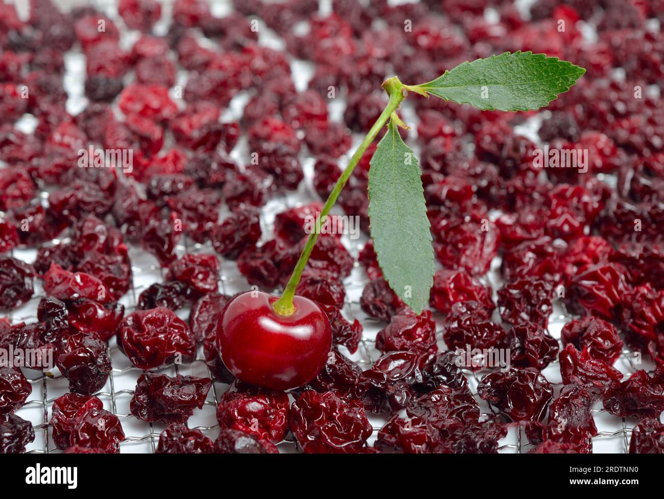 Dried cherry on the grate of the dehydrator. Isolated on white ...