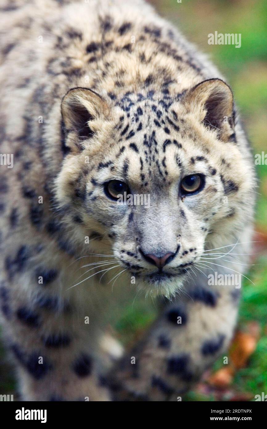 Snow leopard face hi-res stock photography and images - Alamy