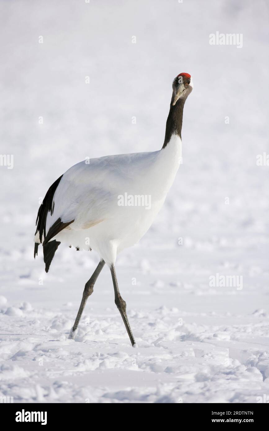 Japanese Crane, Hokkaido, Japan, Japanese Crane, Manchurian Crane (Grus ...
