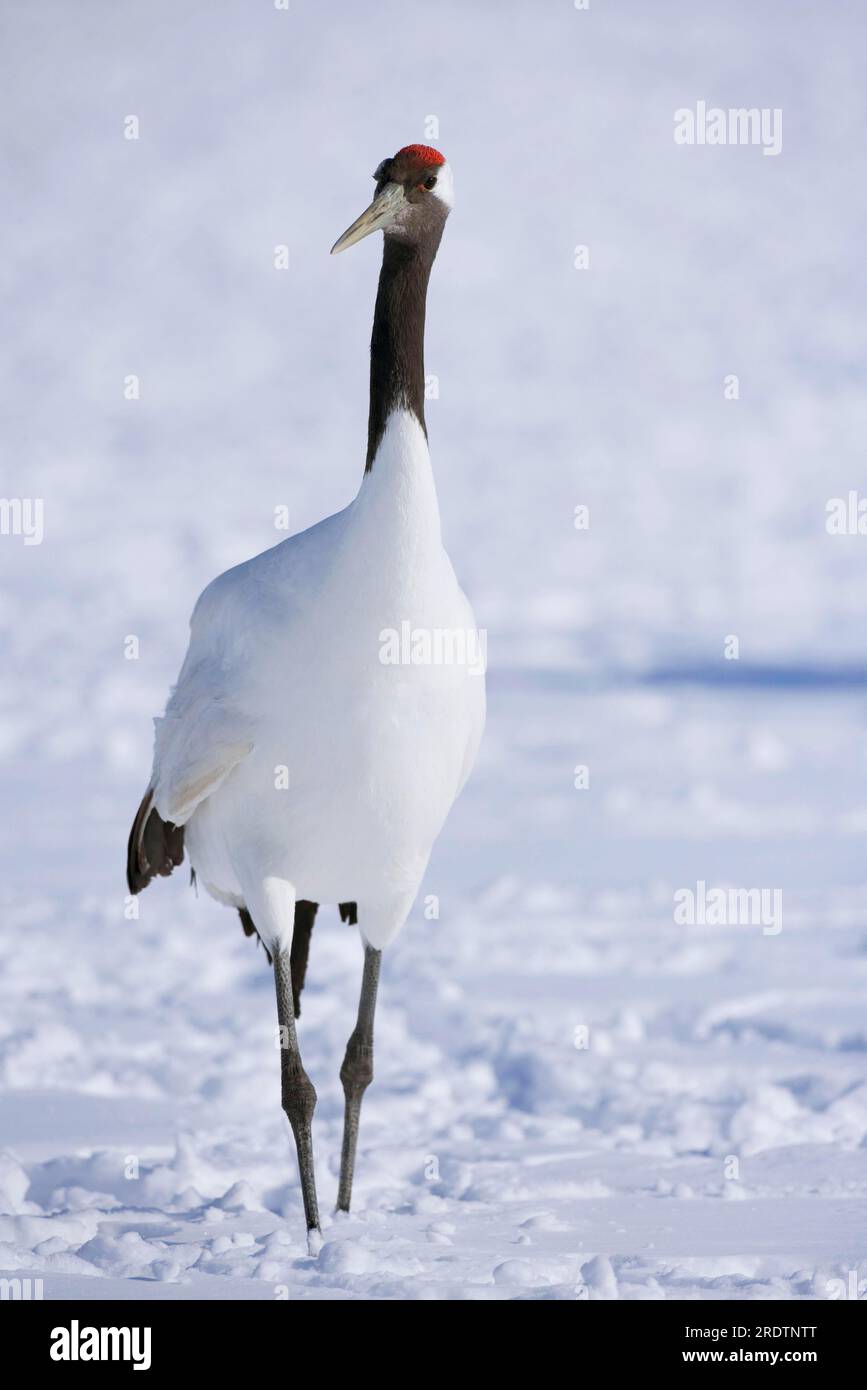 Japanese Crane, Hokkaido, Japan, Japanese Crane, Manchurian Crane (Grus ...