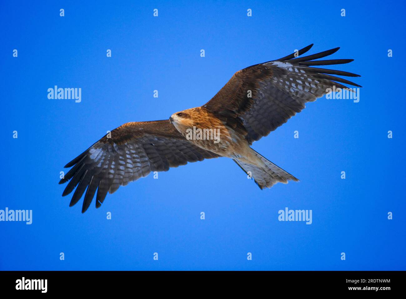 Siberian Black Kite, Hokkaido (Milvus lineatus), releasable, Kite ...