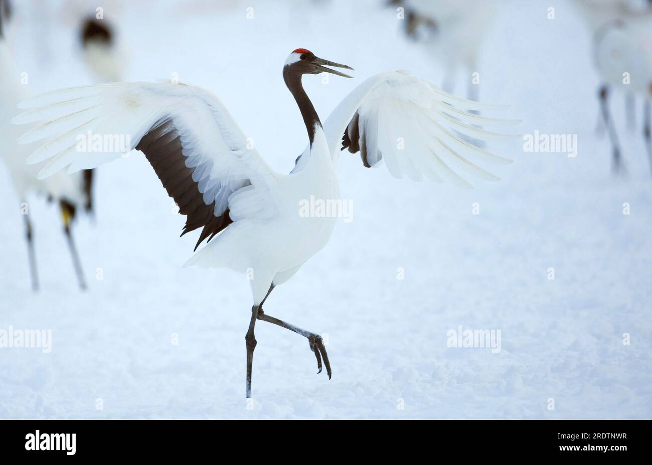 Japanese Cranes, Hokkaido, Japan, Japanese Crane, Manchurian Crane ...