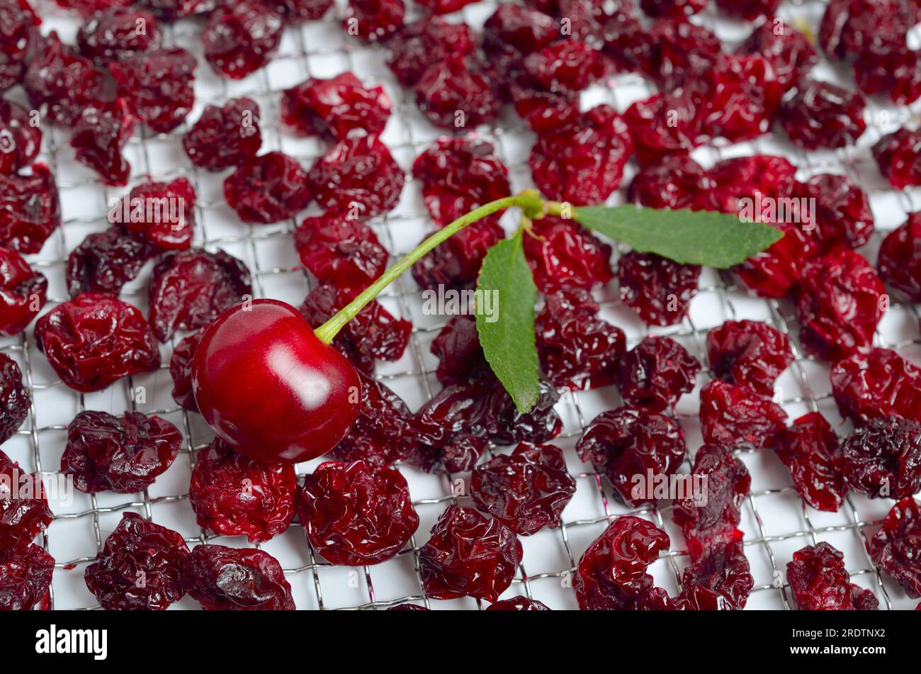 Dried cherry on the grate of the dehydrator. Isolated on white ...