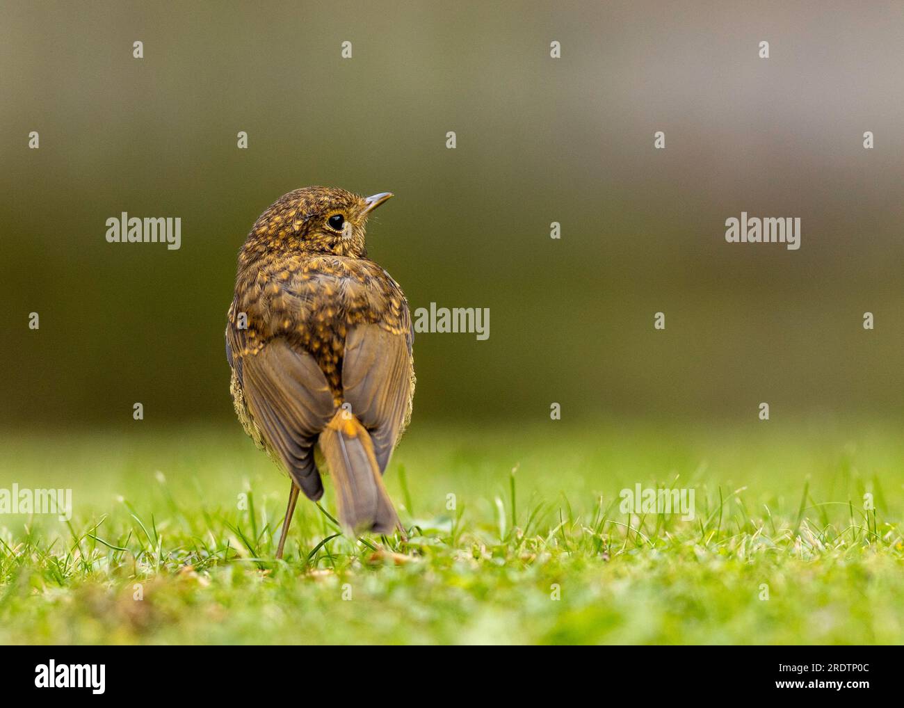 Endearing garden birds hi-res stock photography and images - Alamy