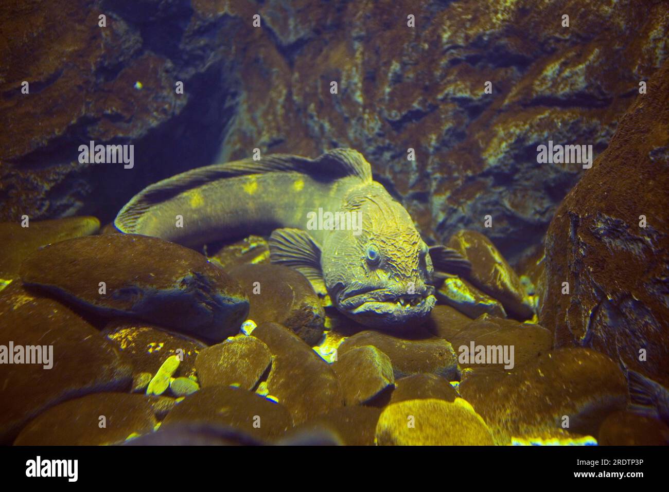 Bering-Wolffisch (Anarhichas orientalis Stock Photo - Alamy