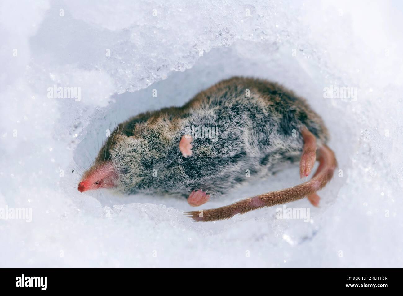 Dead shrew, Hokkaido, Japan Stock Photo - Alamy