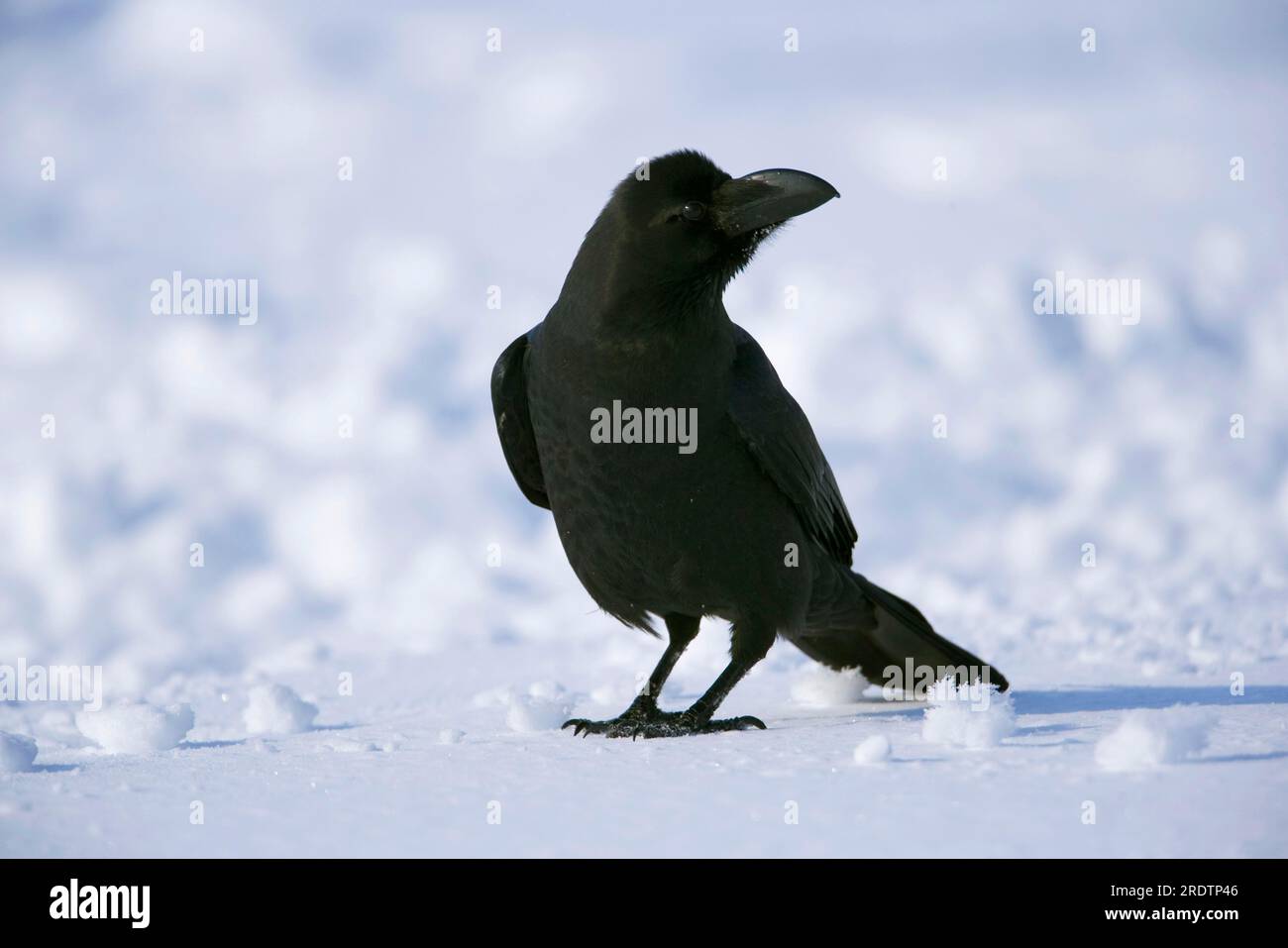 Large billed crow (Corvus macrorhynchos), Hokkaido, Crow, Japan Stock ...